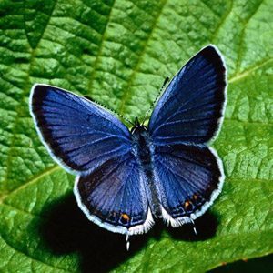 Definición de Mariposa » Concepto en Definición